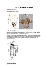 Tema Triblásticos (II) Zoología - Docsity