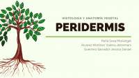 Peridermis Parte de la planta - Docsity