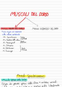 Muscoli Propri del Dorso (Anatomia I) - Docsity