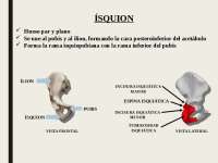 ÍSQUION - DESCRIPCIÓN - INSERCIONES - Docsity