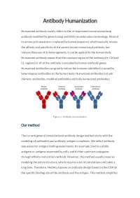 Antibody Humanization - Docsity