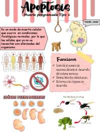 MUERTE CELULAR PROGRAMADA Y APOPTOSIS FUNCION DE LAS MITOCONDRIAS - Docsity
