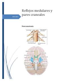 Reflejos medulares y Pares craneales - Docsity