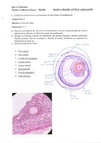 Guia Dibujos embriologia - Docsity