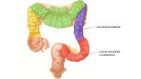 Colon descendente explicacion anatomica - Docsity