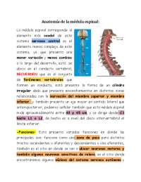 Medula espinal, aspectos basicos - Docsity
