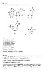 La séquence d’ADN - exercice corrigé - Docsity