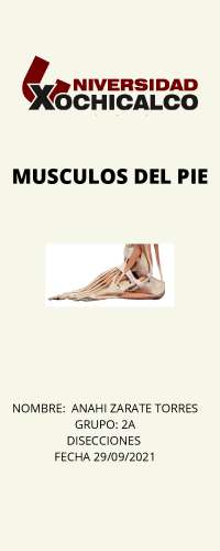 Anatomia del pie, musculos - Docsity