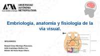 Diapositivas de vía visual | Resúmenes de Oftalmología | Docsity