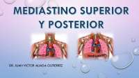 MEDIASTINO POSTERIOR Y SUPERIOR | Resúmenes de Anatomía | Docsity