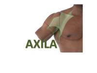 Partes de la axila con sus musculos - Docsity