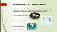 Somestesia Tacto y Dolor - Docsity