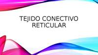 Tejido conectivo reticular - Docsity