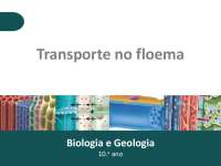Transporte no Floema - Docsity