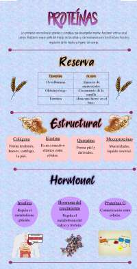Infografia de proteínas | Esquemas y mapas conceptuales de Biología - Docsity