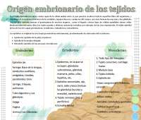 Origen embrionario de los tejidos - Docsity