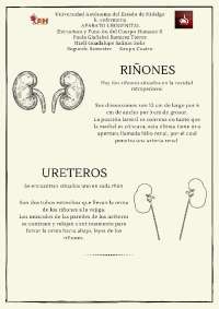 Aparato Urogenital, Partes y Funciones | Resúmenes de Anatomía | Docsity