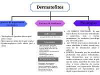 Hongos, Dermatofitos - Docsity
