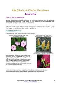 FLORES TEMA 4 TIPOS MATERIAL DE ESTUDIO - Docsity