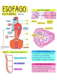 El esofago vista general función epitelio capas - Docsity