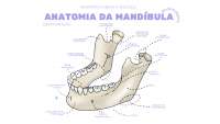 Anatomia da mandíbula - Docsity