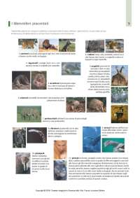 I Mammiferi placentati - Docsity
