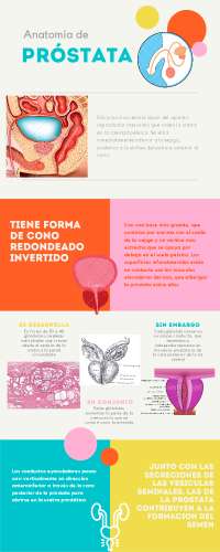 Anatomía de prostata - Docsity