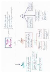 Mapa conceptual de tejido muscular - Docsity