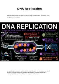 DNA Replication Notes - Docsity