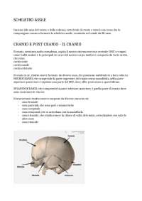 CRANIO - scheletro assile - Docsity