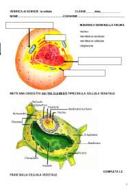 La cellula, procariote ed eucariote: animale e vegetale - Docsity