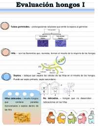 Generalidades de los hongos - Docsity