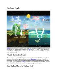 Carbon Cycle 2 Science - Docsity