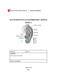 Guías Prácticas De Embriología Docsity