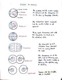 Stage of mitosis and how it works. - Docsity