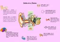 Sentido de la audicion - Docsity