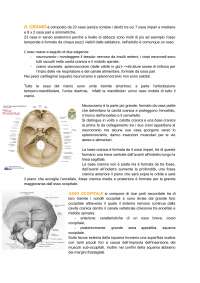 IL CRANIO : NEUROCRANIO E SPLANCNOCRANIO - Docsity