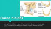 Hueso Hioides y sus caracteristica - Docsity