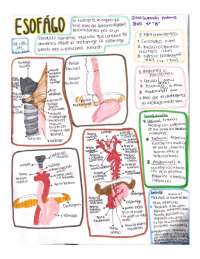 DIBUJO DEL ESOFAGO............... - Docsity
