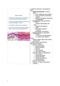 Atlas de los diferentes tejidos. | Apuntes de Ciencias - Docsity