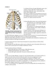 Anatomia I (introduzione - lombare - torace) - Docsity