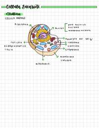 Biologia : cellula eucariote - Docsity