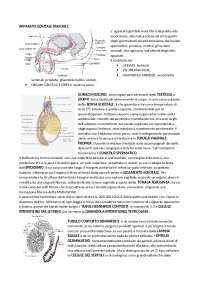 L'apparato genitale maschile - Docsity