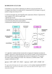 Glicolisi; atp; nadp - Docsity