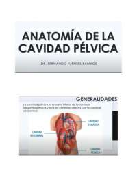 La anatomía de la cavidad pélvica - Docsity