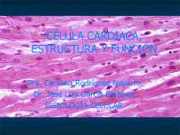Celula cardiaca de los musculos lisos, esqueletivos y cardiacos - Docsity