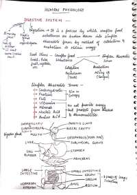 Biology - Human Physiology Handwritten Colorful Complete Notes | Study ...