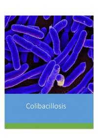 Colibacillosis in poultry & livestock - Docsity