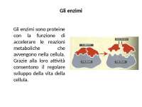 Enzimi power point... - Docsity