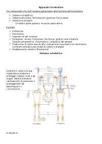 Anatomia apparato locomotore - Docsity